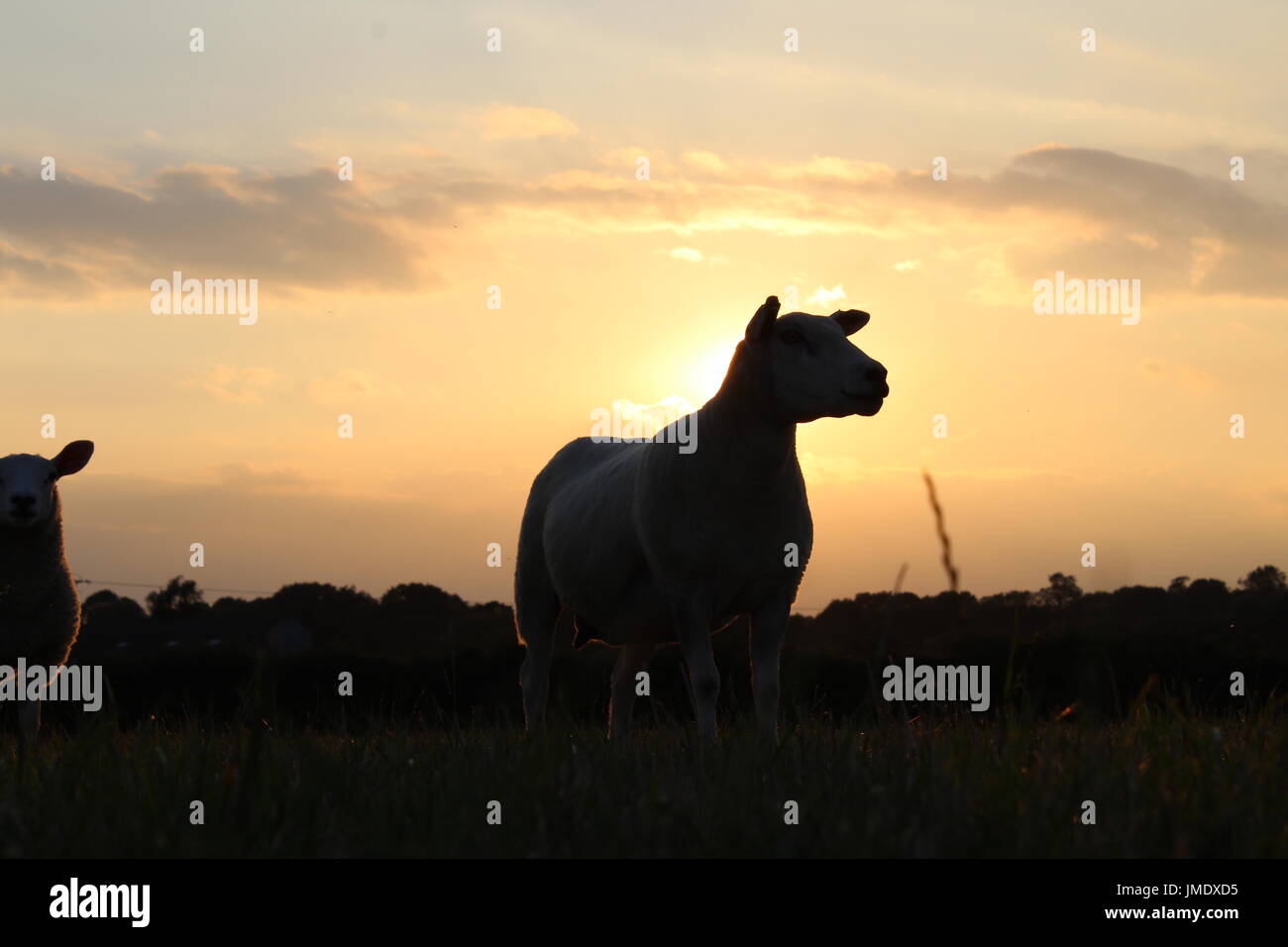 Sheep silhouette hi-res stock photography and images - Alamy