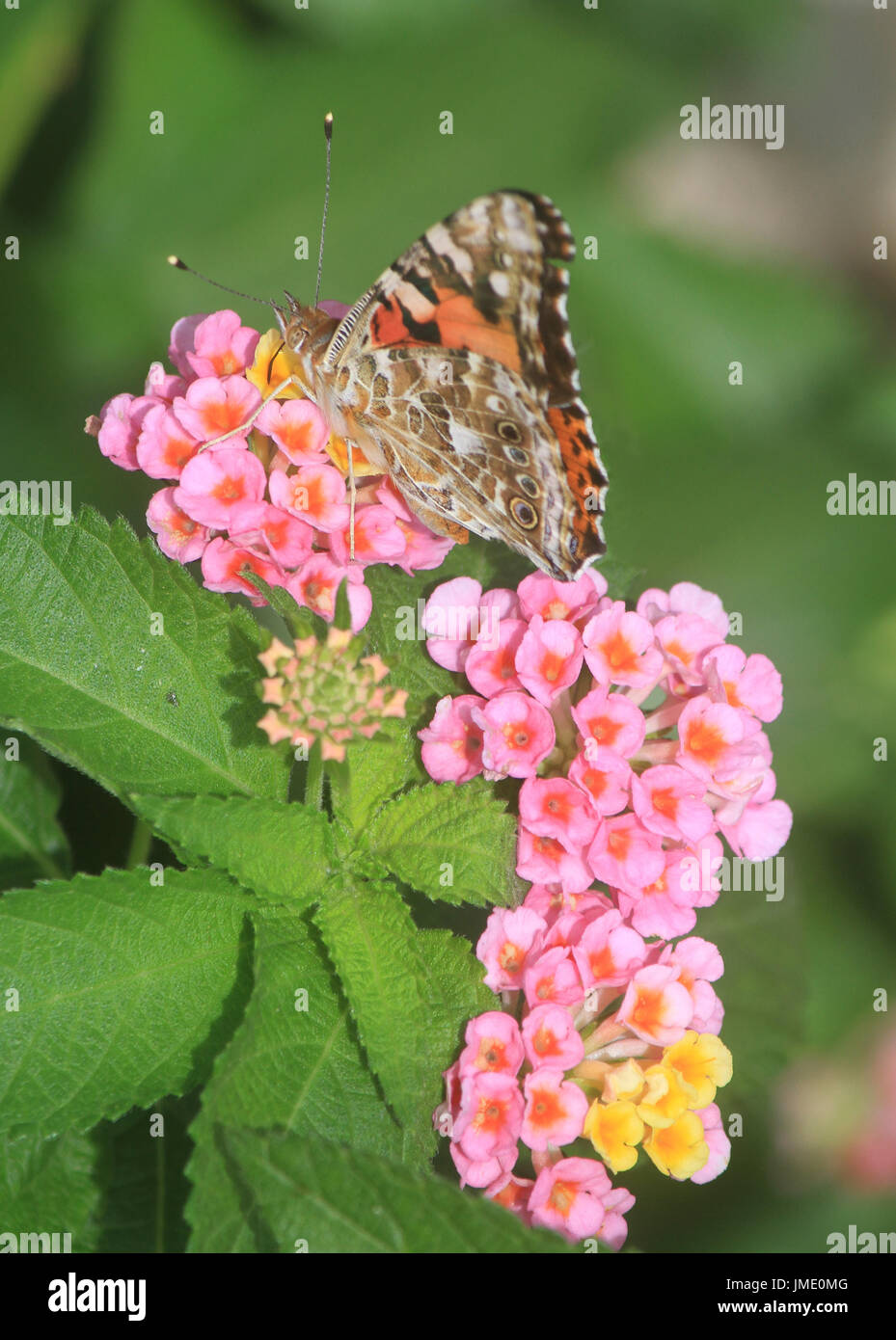 A Painted Lady moth with folded wings feeds on a Lantana bloom Stock ...
