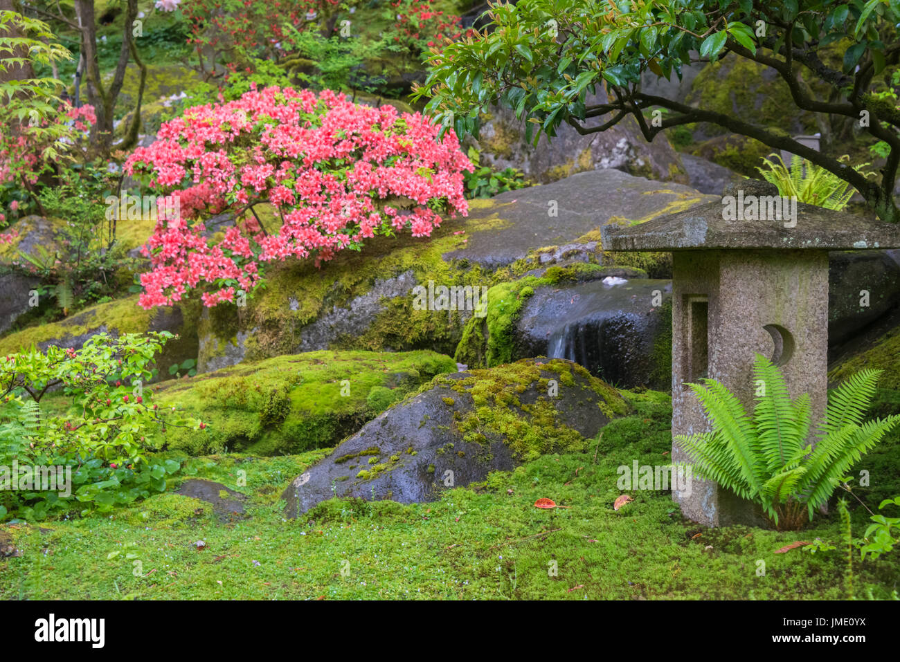 Stone Lantern Fern Small Waterfall Azalea in Bloom in Japanese Garden ...