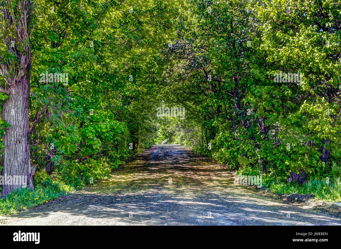 Forest path landscape passage covered with branches in Europe during ...