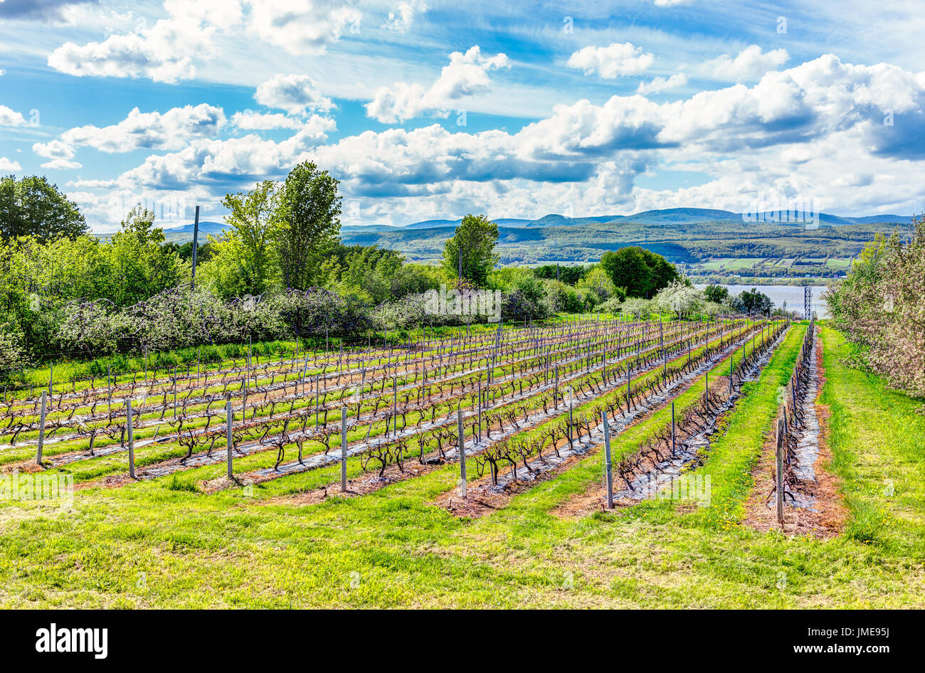 Napa river vineyard hi-res stock photography and images - Alamy