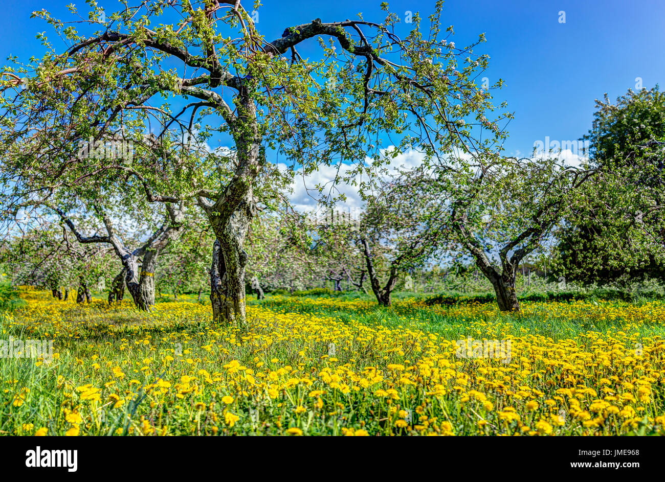 Apple orchard with many blooming trees with white and pink flowers ...