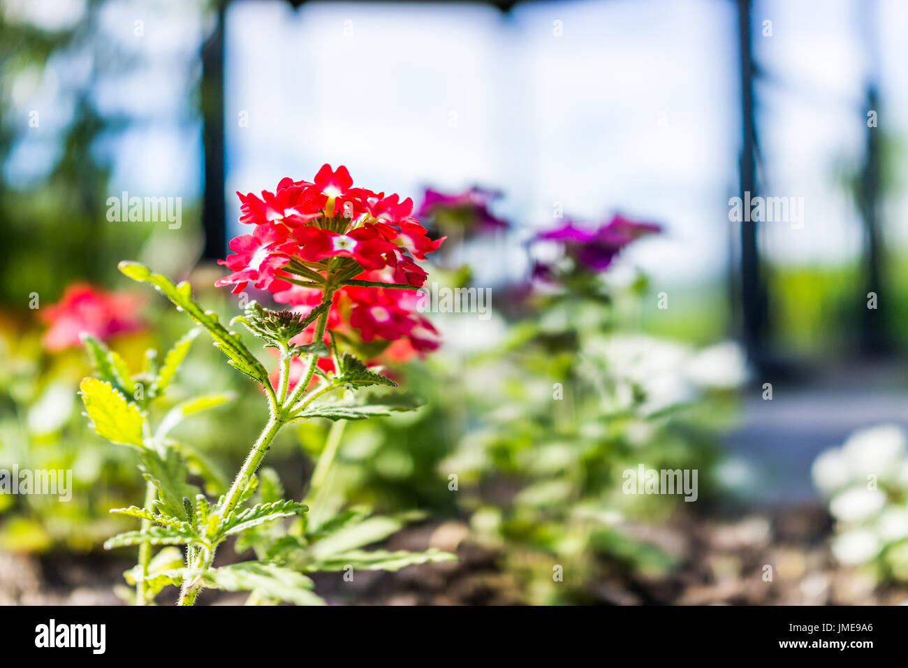 Red white verbena hi-res stock photography and images - Alamy