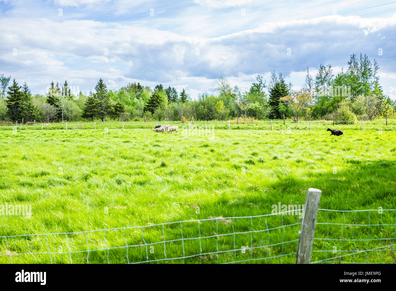 Black sheep running in pasture with white sheep during summer Stock ...