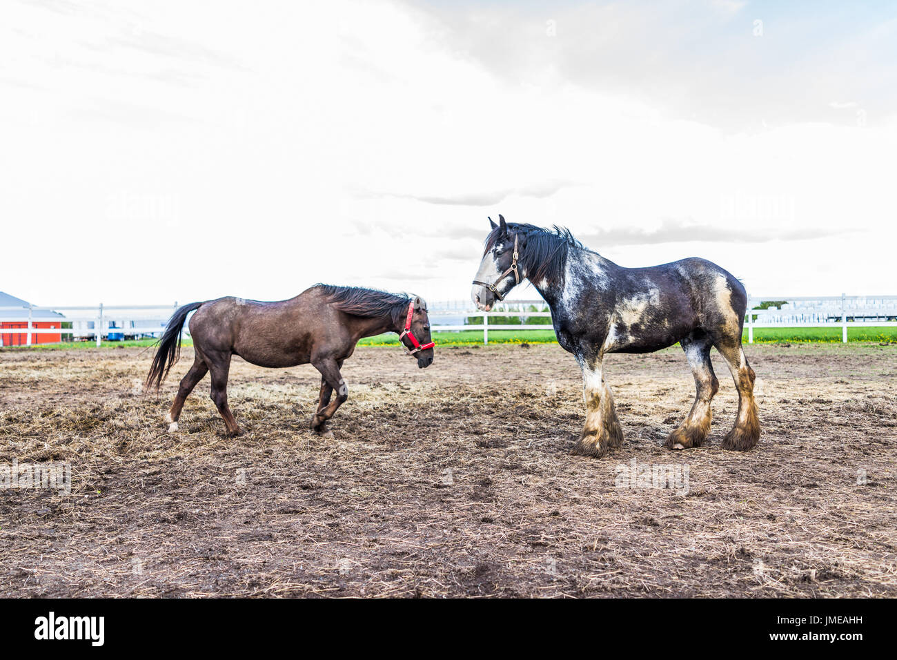 Two horses walking towards each other in farm paddock in brown soil ...