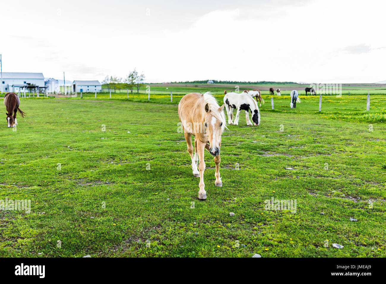 Horses in stable farm paddock grazing on green grass in landscape Stock ...
