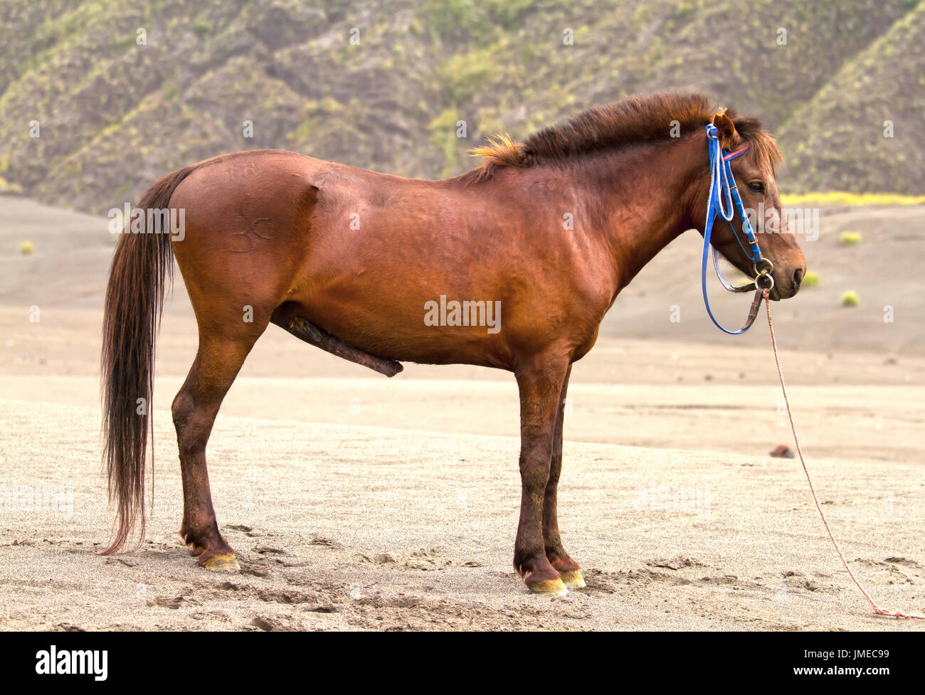 Horses at the foot hills of Mount Bromo in East Java, Indonesia Stock ...