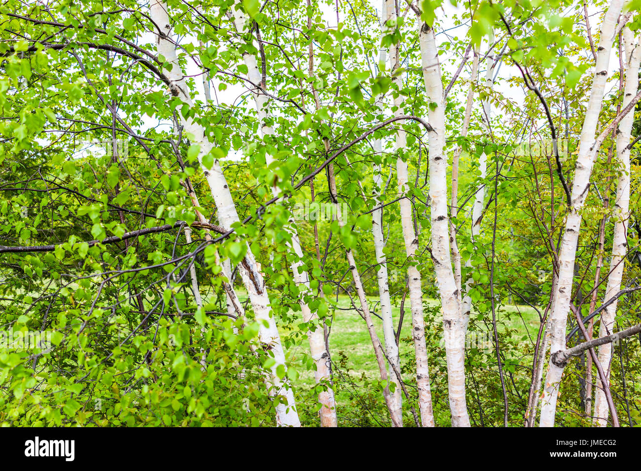 Green birch trees hi-res stock photography and images - Alamy