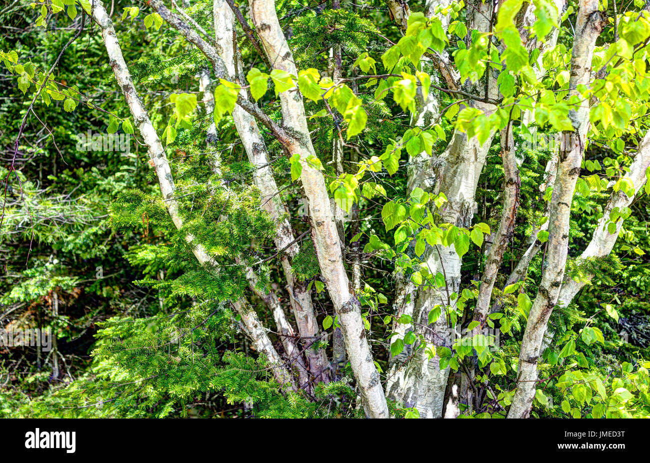 White birch forest in quebec hi-res stock photography and images - Alamy