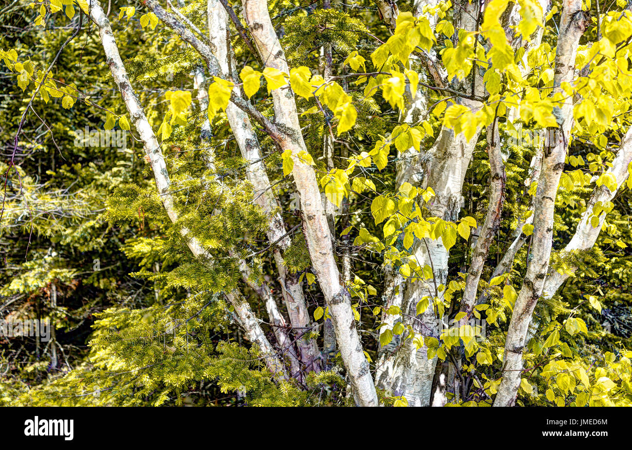 Yellow birch quebec hi-res stock photography and images - Alamy