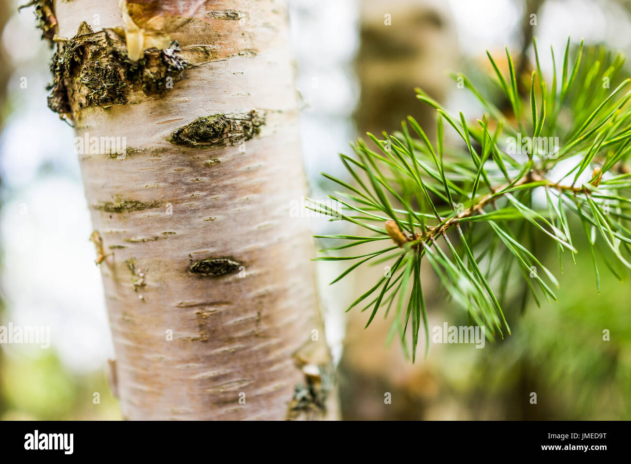 Macro closeup of white, pink and red birch tree peeling bark with pine ...