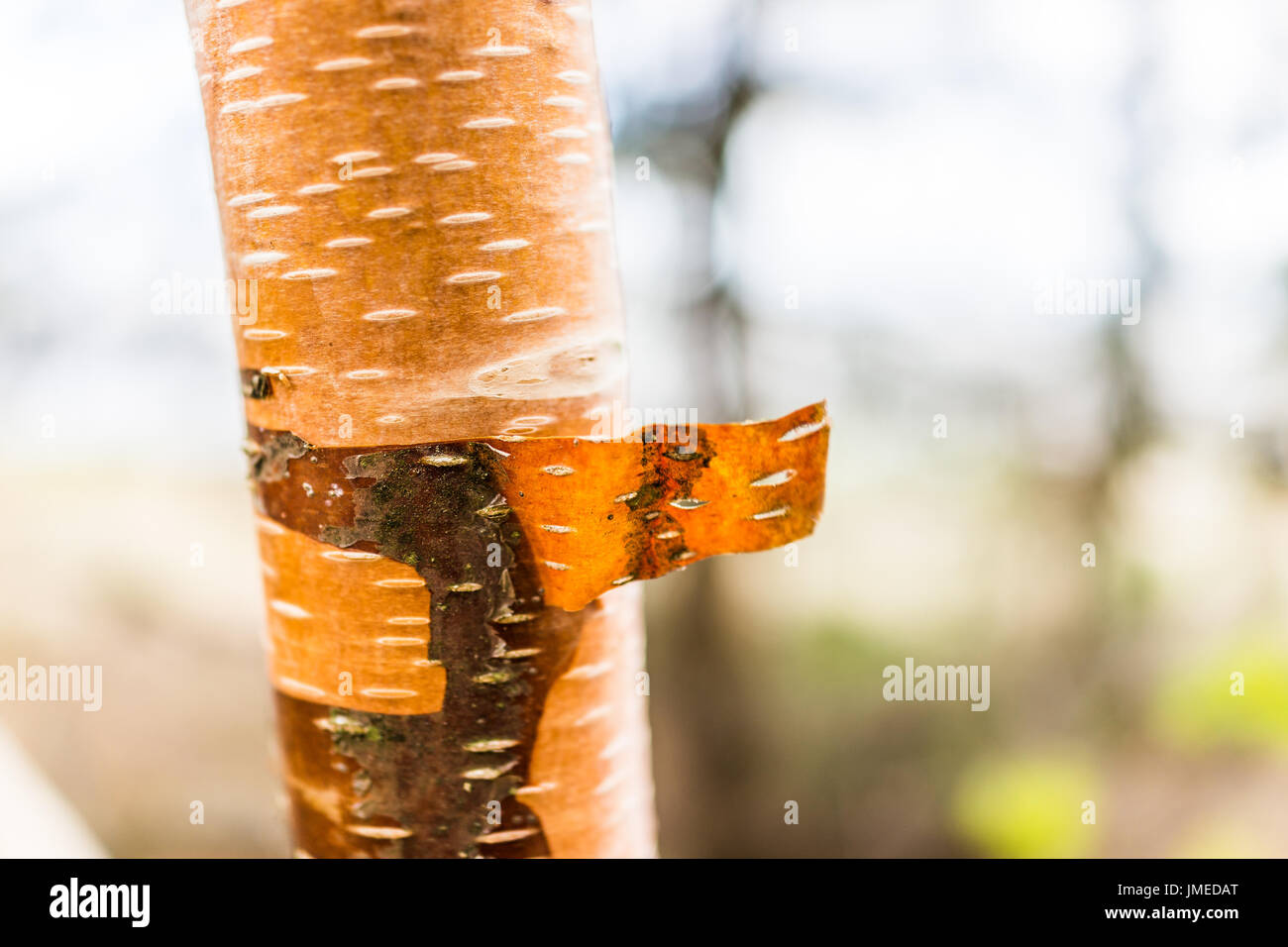 River birch tree hi-res stock photography and images - Alamy