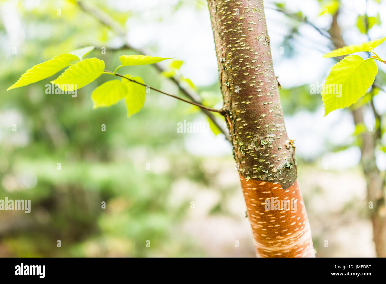 River birch tree hi-res stock photography and images - Alamy