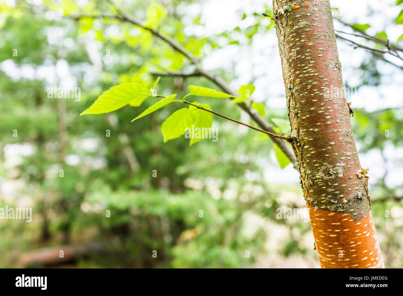 Macro closeup of red river birch tree peeling bark showing detail and ...