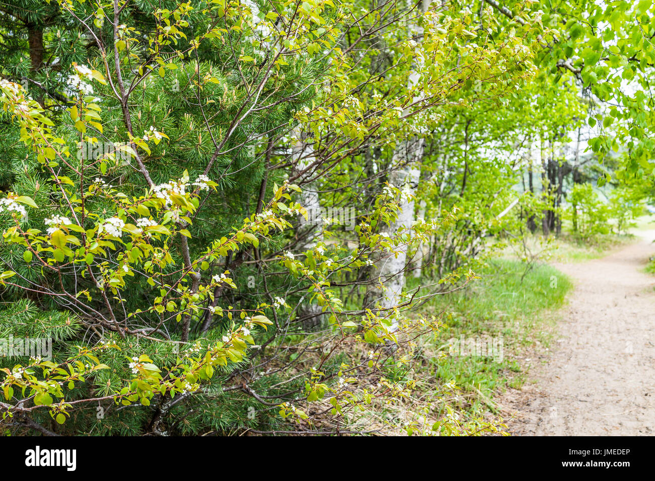 Pine and birch forest path by beach shore with trail path in Baie-Saint ...