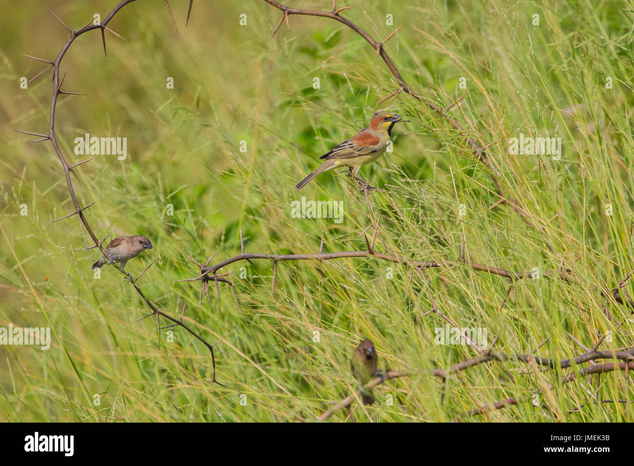Plain backed sparrow hi-res stock photography and images - Alamy