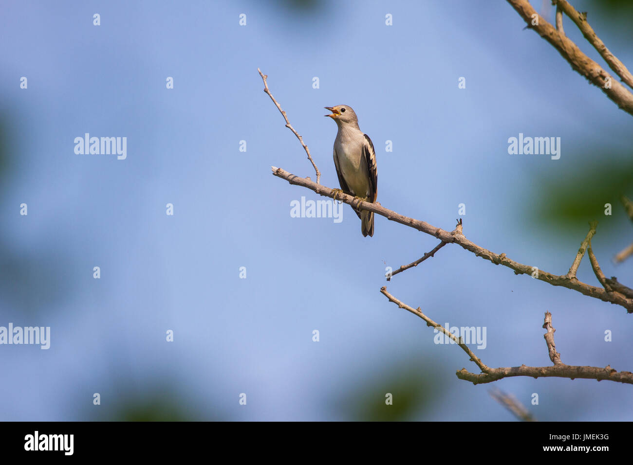Plum coloured starling hi-res stock photography and images - Alamy