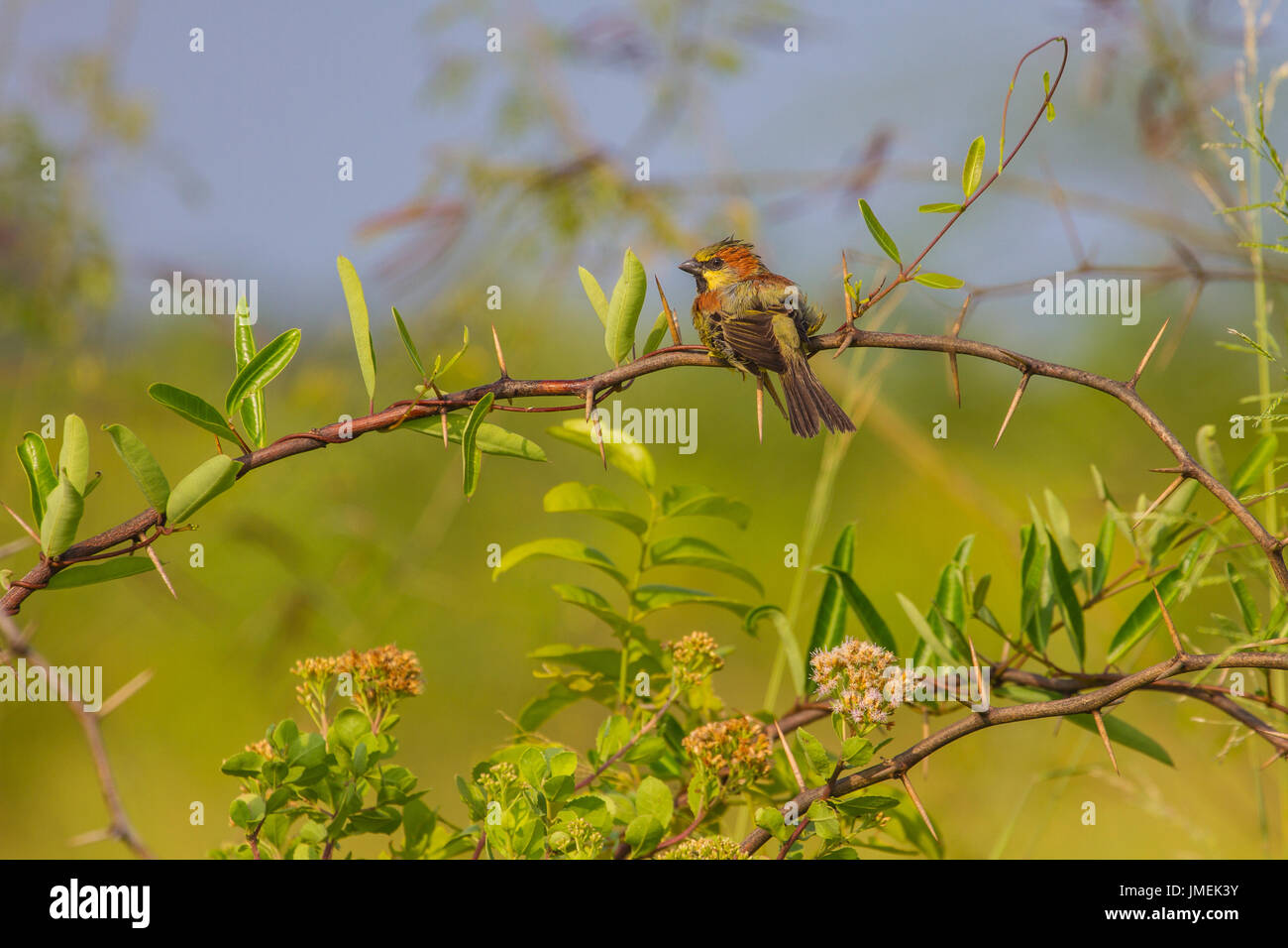 Plain backed sparrow hi-res stock photography and images - Alamy
