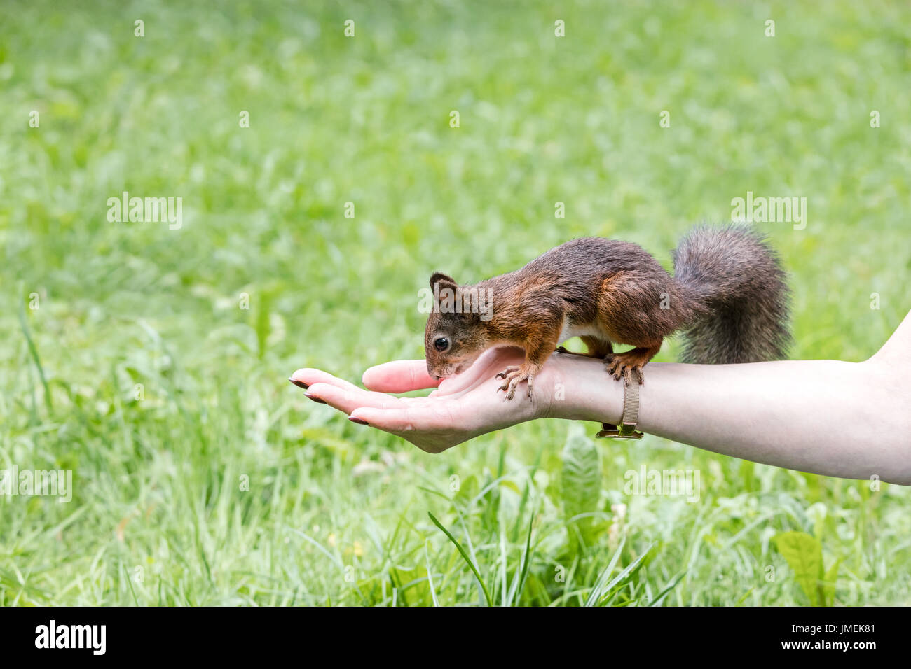 Hello Ladies Squirrel