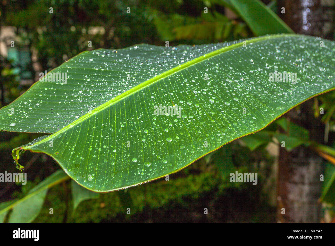 Drop on banana leave hi-res stock photography and images - Alamy
