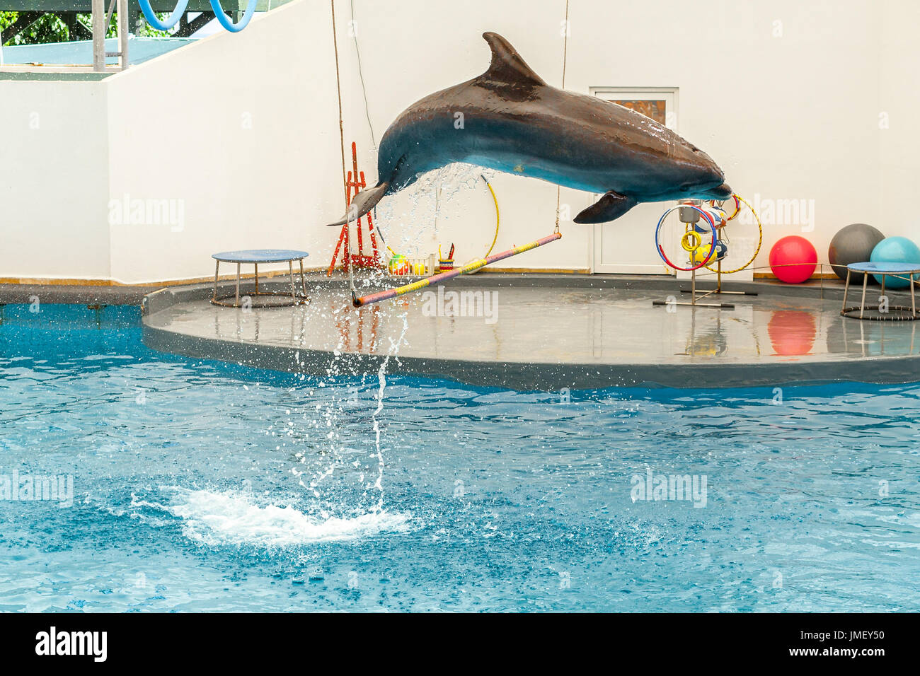 Dolphin jumping performance hi-res stock photography and images - Alamy