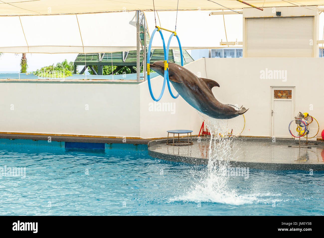 Dolphin jumping through a hoop in the pool Stock Photo - Alamy