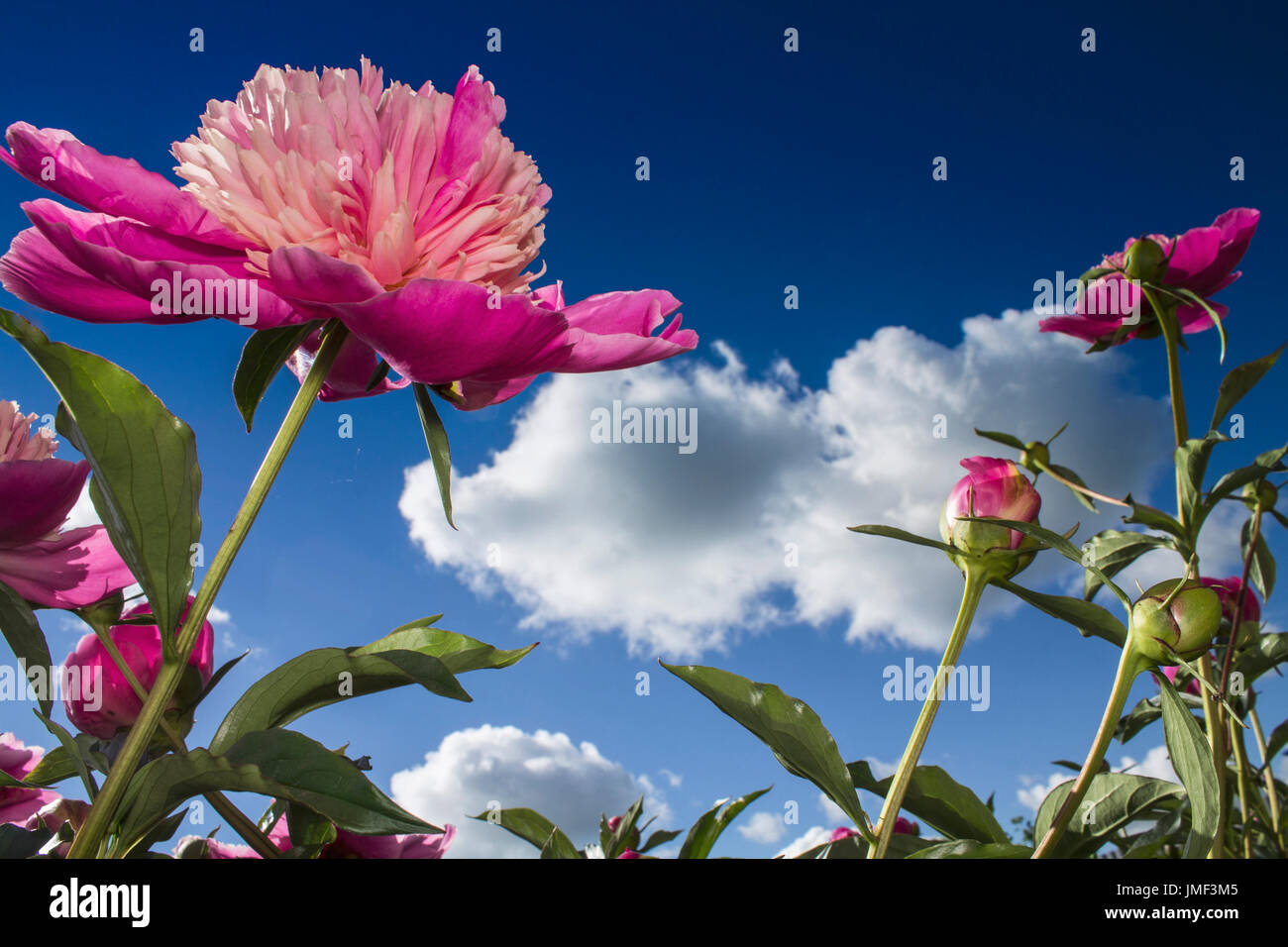 Beautiful peony flowers on a blue sunny sky background with white ...