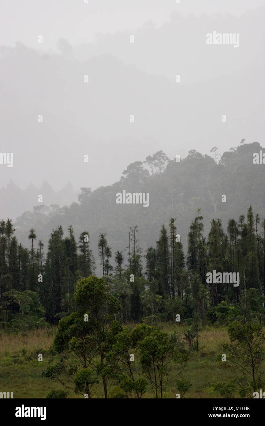 Rainforest around Andasibe in Madagascar Stock Photo - Alamy
