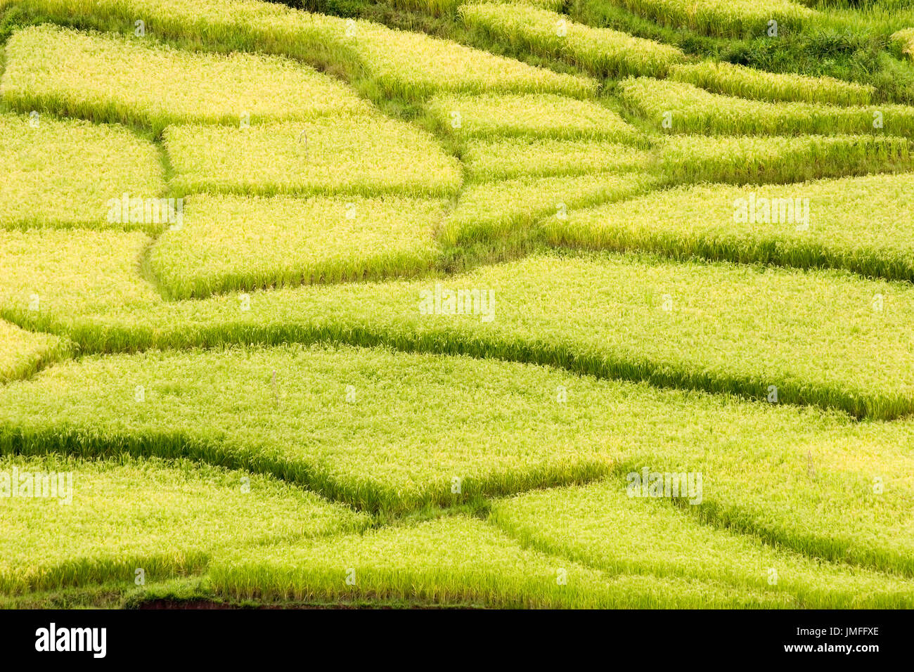 Rice field near Andringitra national park, Madagascar Stock Photo - Alamy