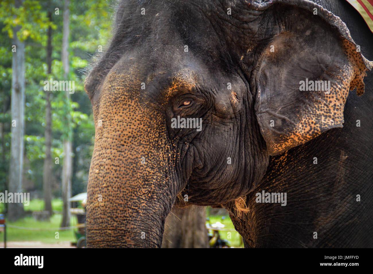 Smiling elephant hi-res stock photography and images - Alamy