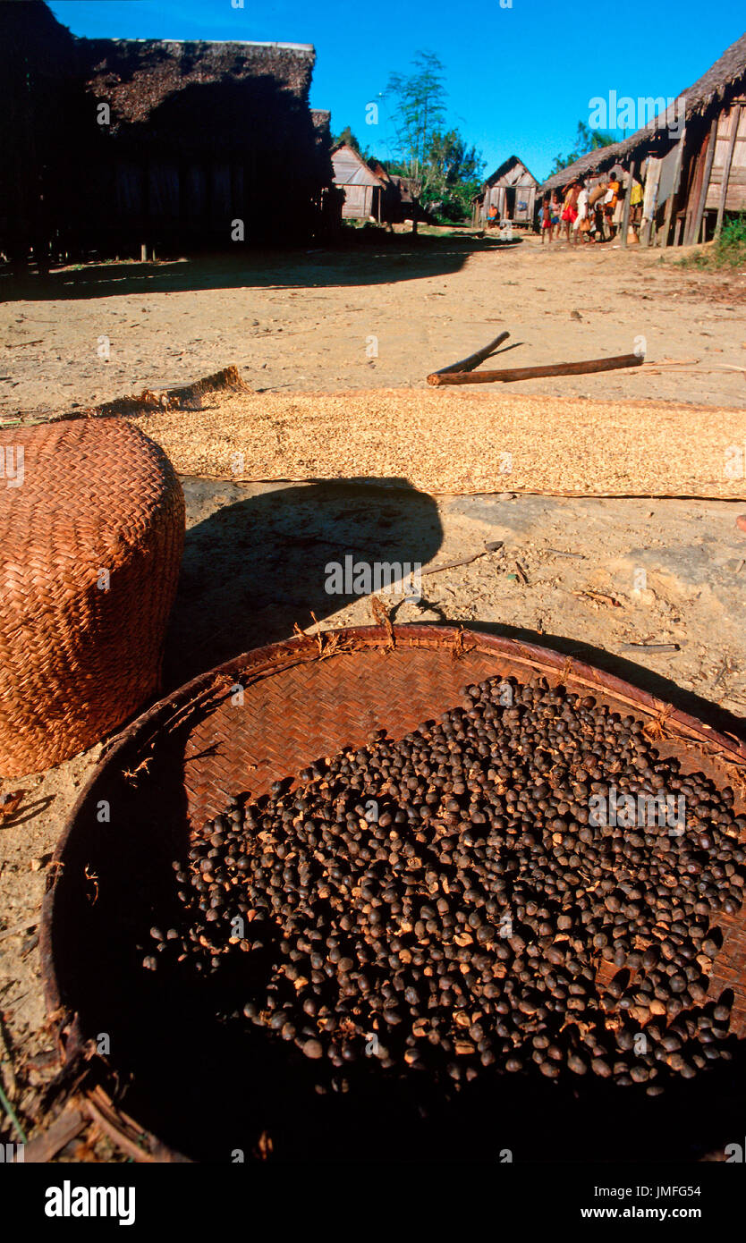 Production coffee agriculture tropical hi-res stock photography and ...