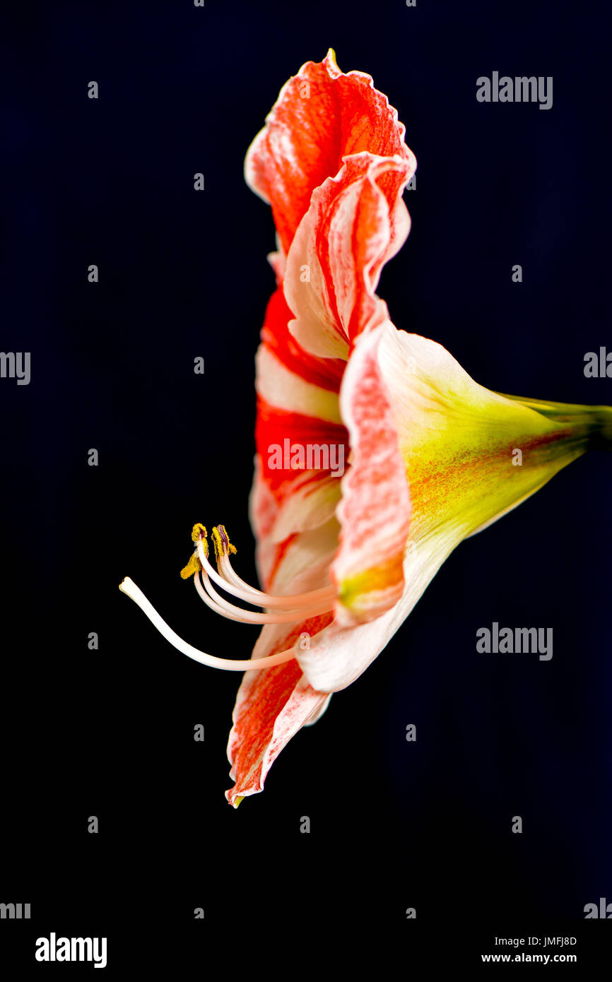 Lily flowers low key Stock Photo - Alamy