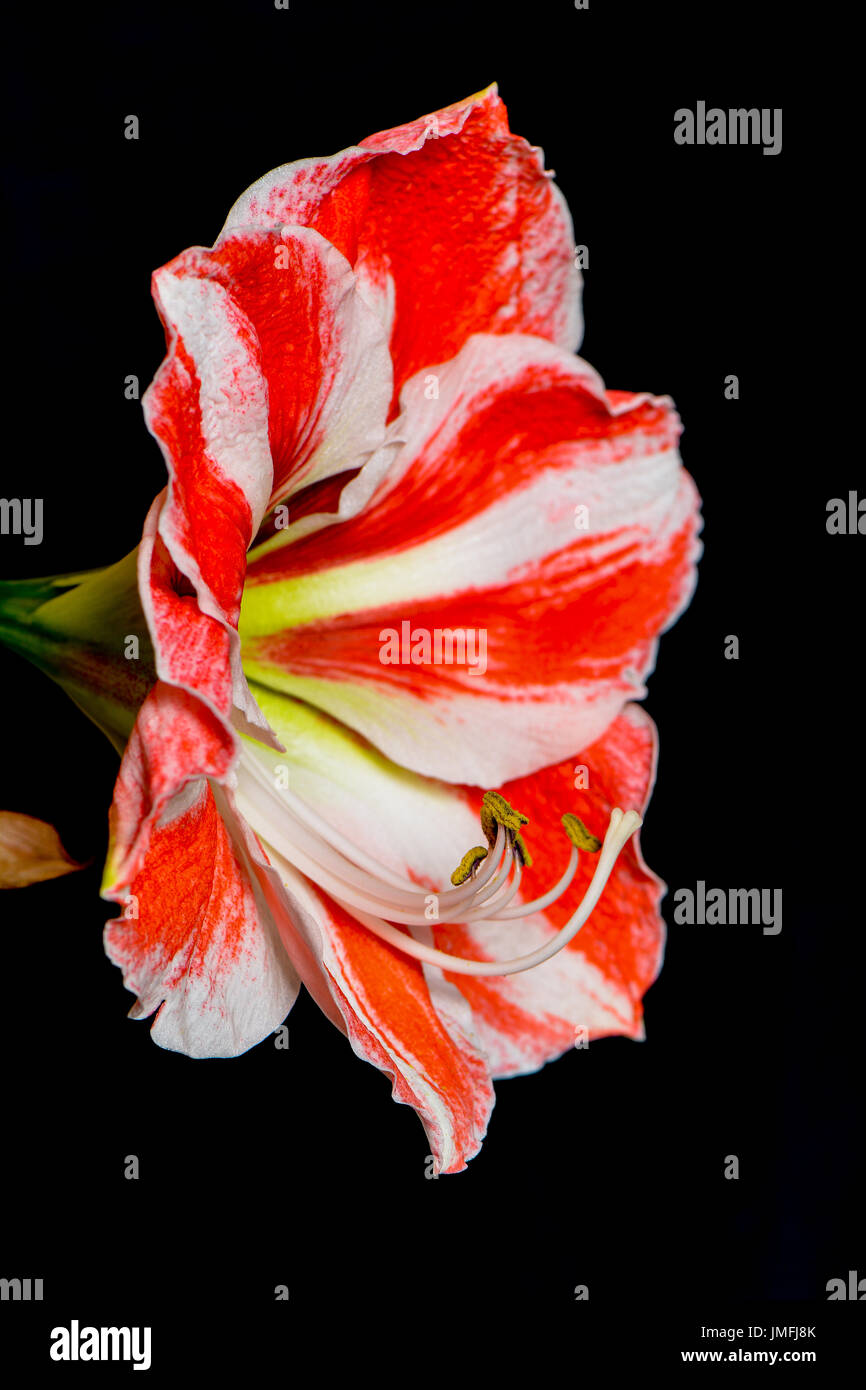 Lily flowers low key Stock Photo - Alamy