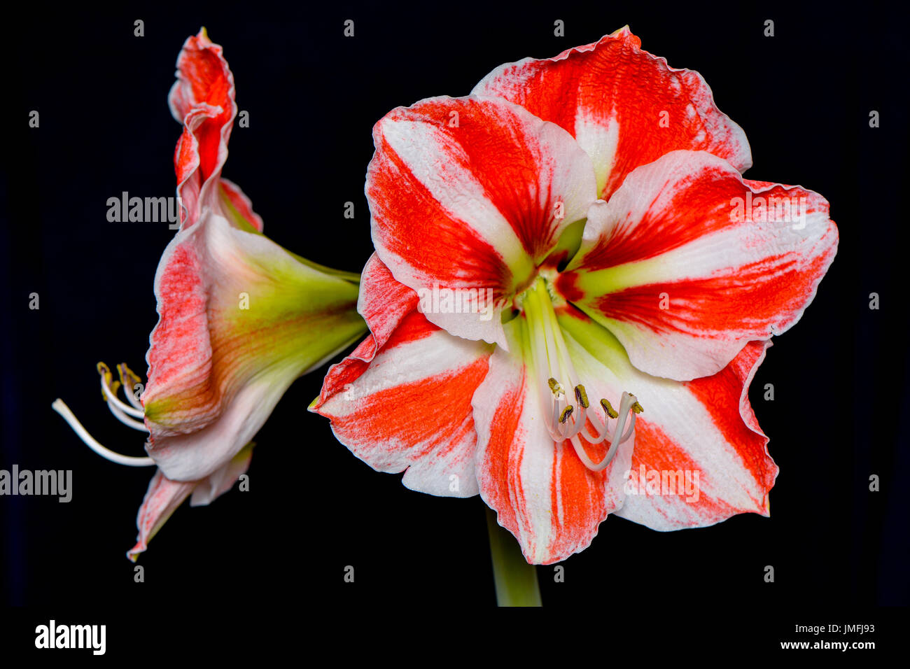 Lily flowers low key Stock Photo - Alamy