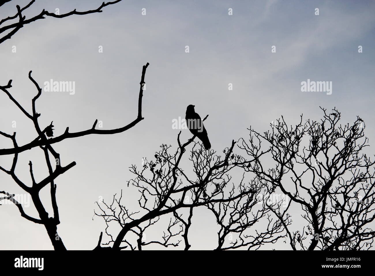 Crow sitting in a tree in an autumn dusk Stock Photo - Alamy