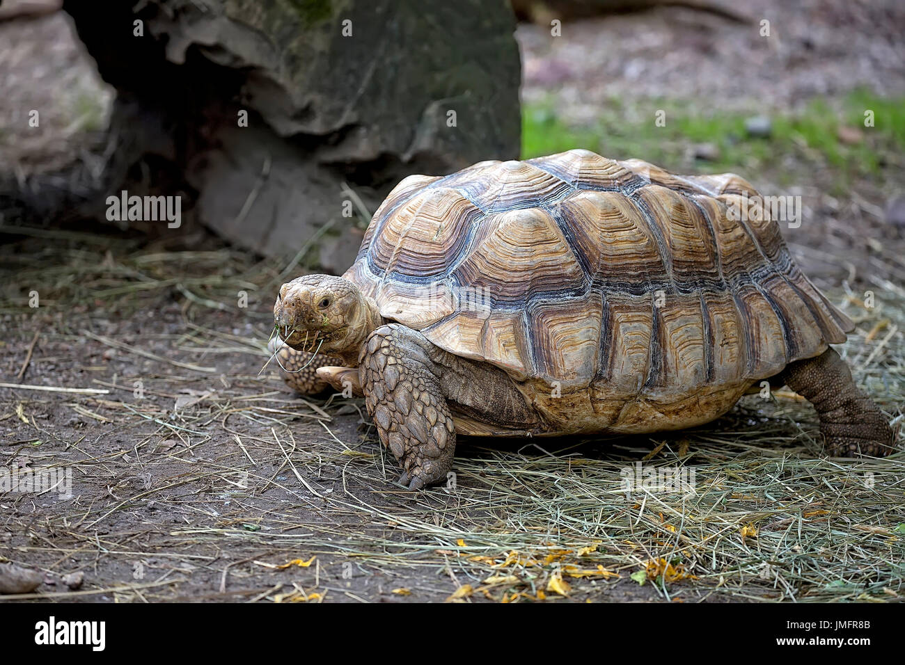Turtle forest hi-res stock photography and images - Alamy