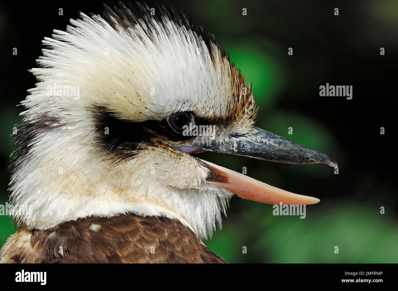 Laughing Kookaburra, Australia, / (Dacelo gigas, Dacelo novaeguineae ...