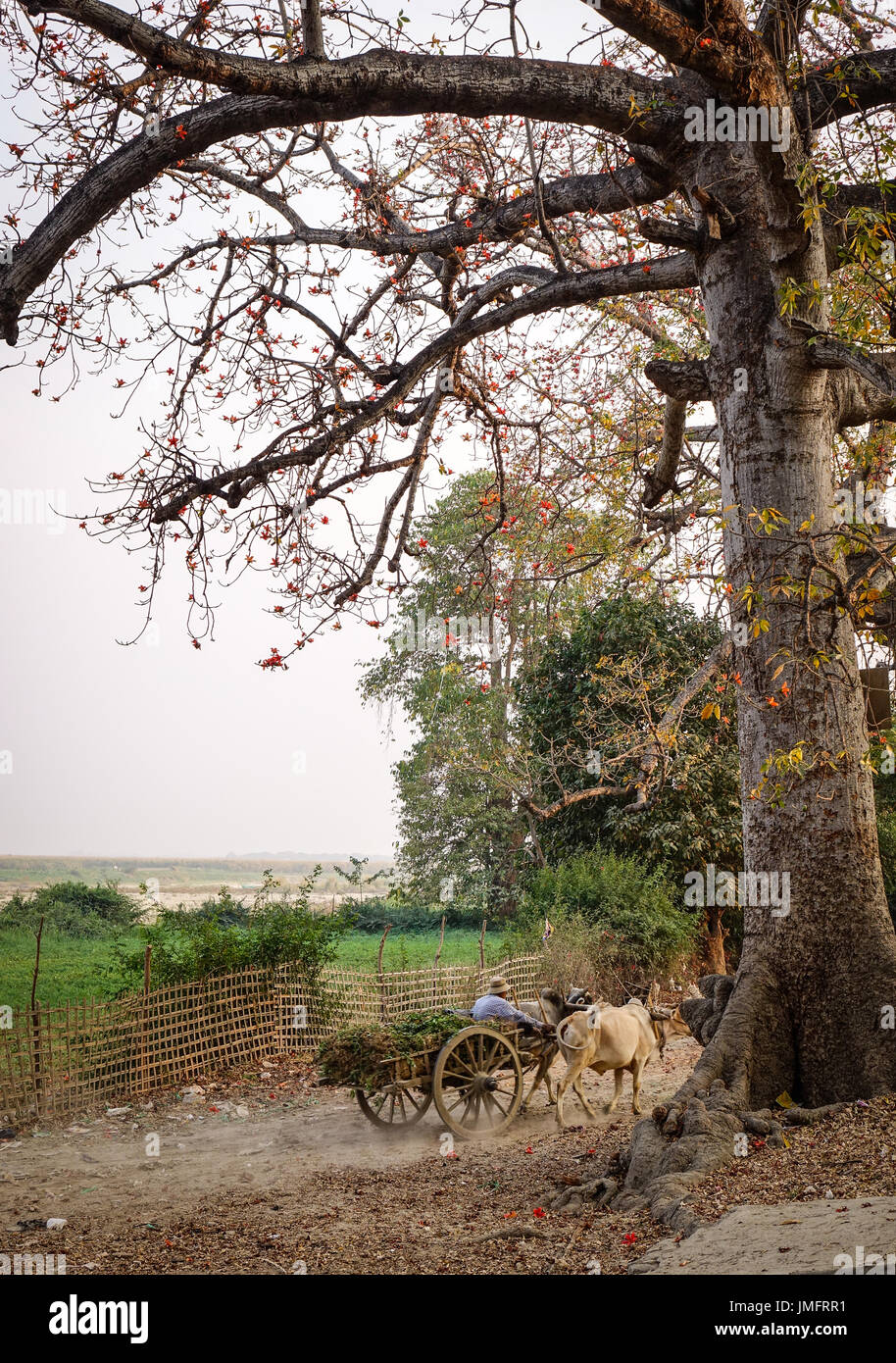 A man riding ox cart on rural road at sunny day in Mandalay, Myanmar ...