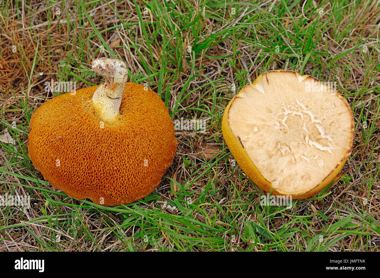 Weeping Bolete, Provence, Southern France / (Suillus granulatus ...