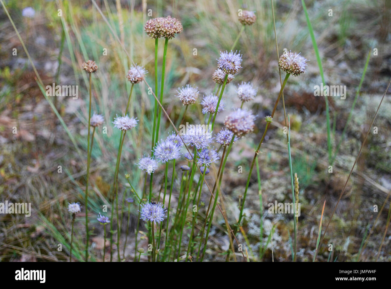 Succisa pratensis Moench, also known as devil's-bit or devil's-bit ...