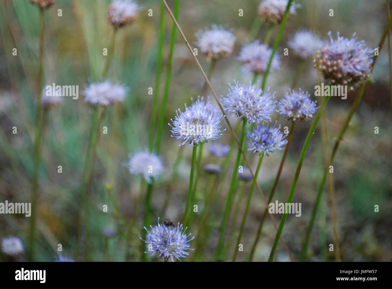 Succisa pratensis moench hi-res stock photography and images - Alamy