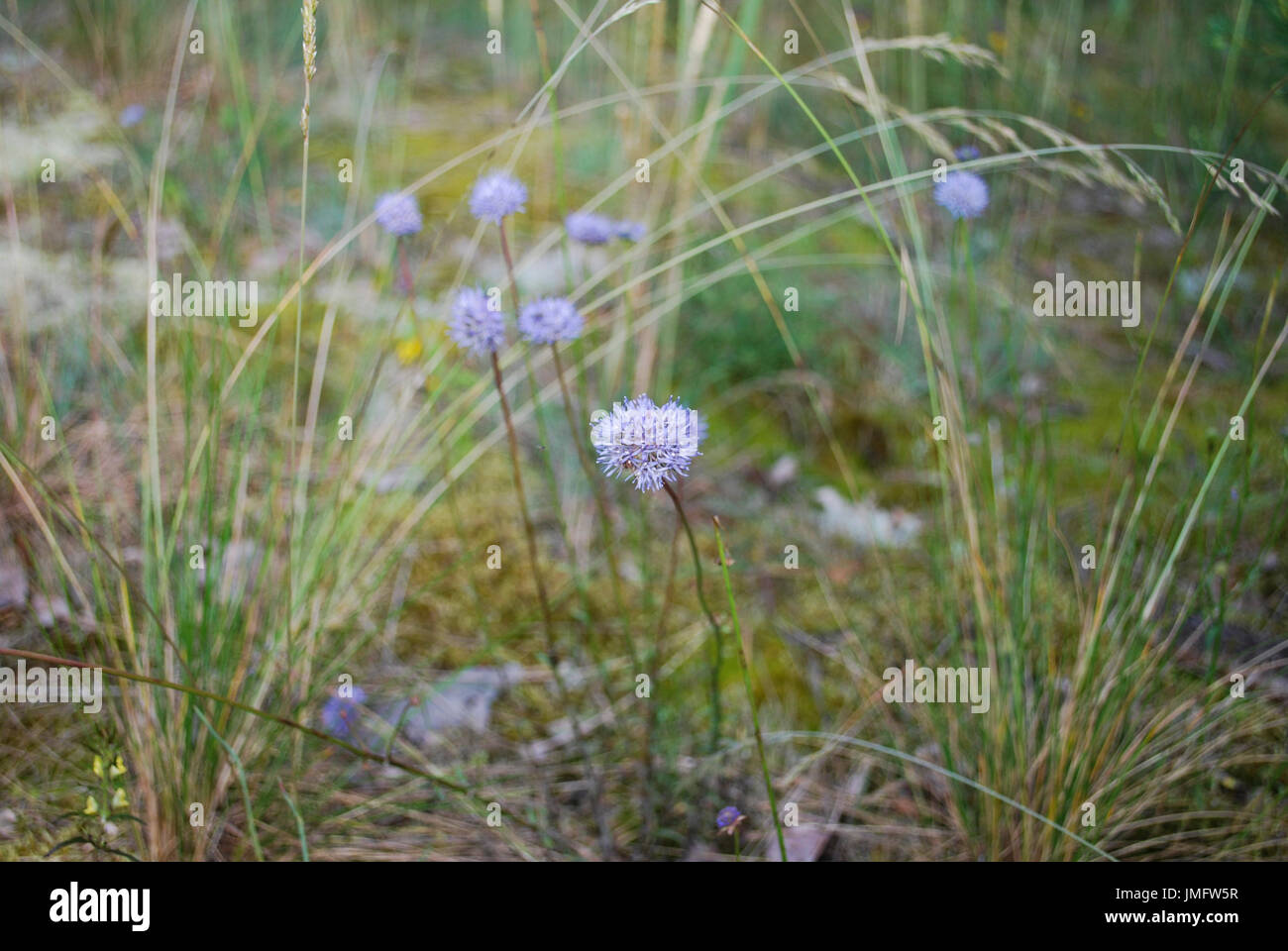 Succisa pratensis Moench, also known as devil's-bit or devil's-bit ...