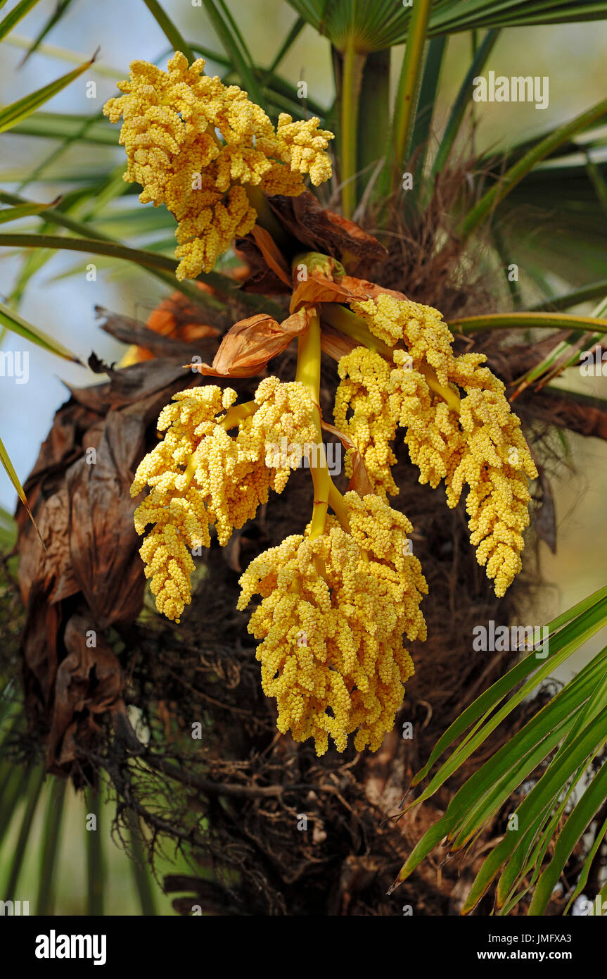Chinese Windmill Palm, flowering / (Trachycarpus fortunei) / Chusan ...