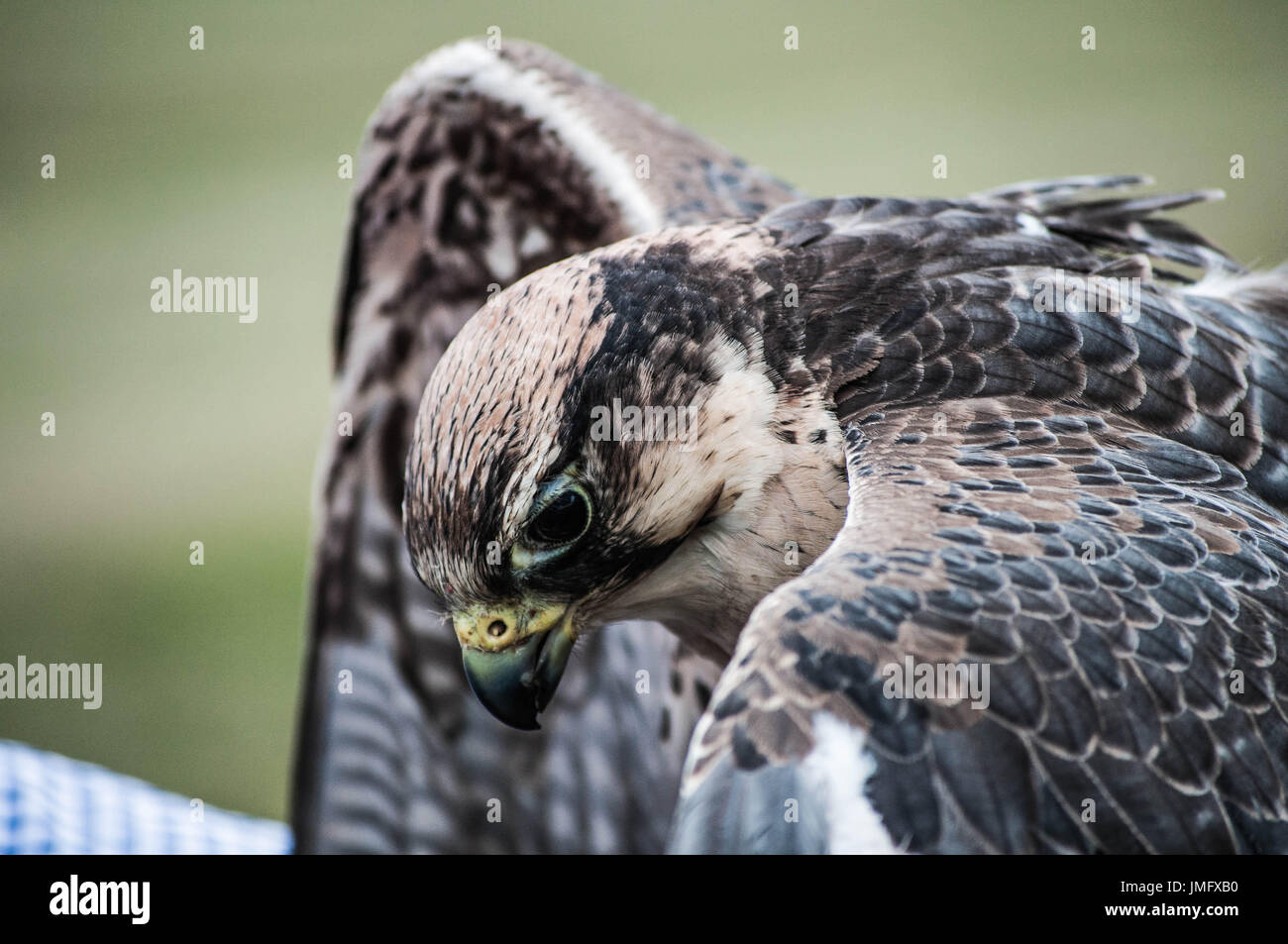 Peregrin hi-res stock photography and images - Alamy