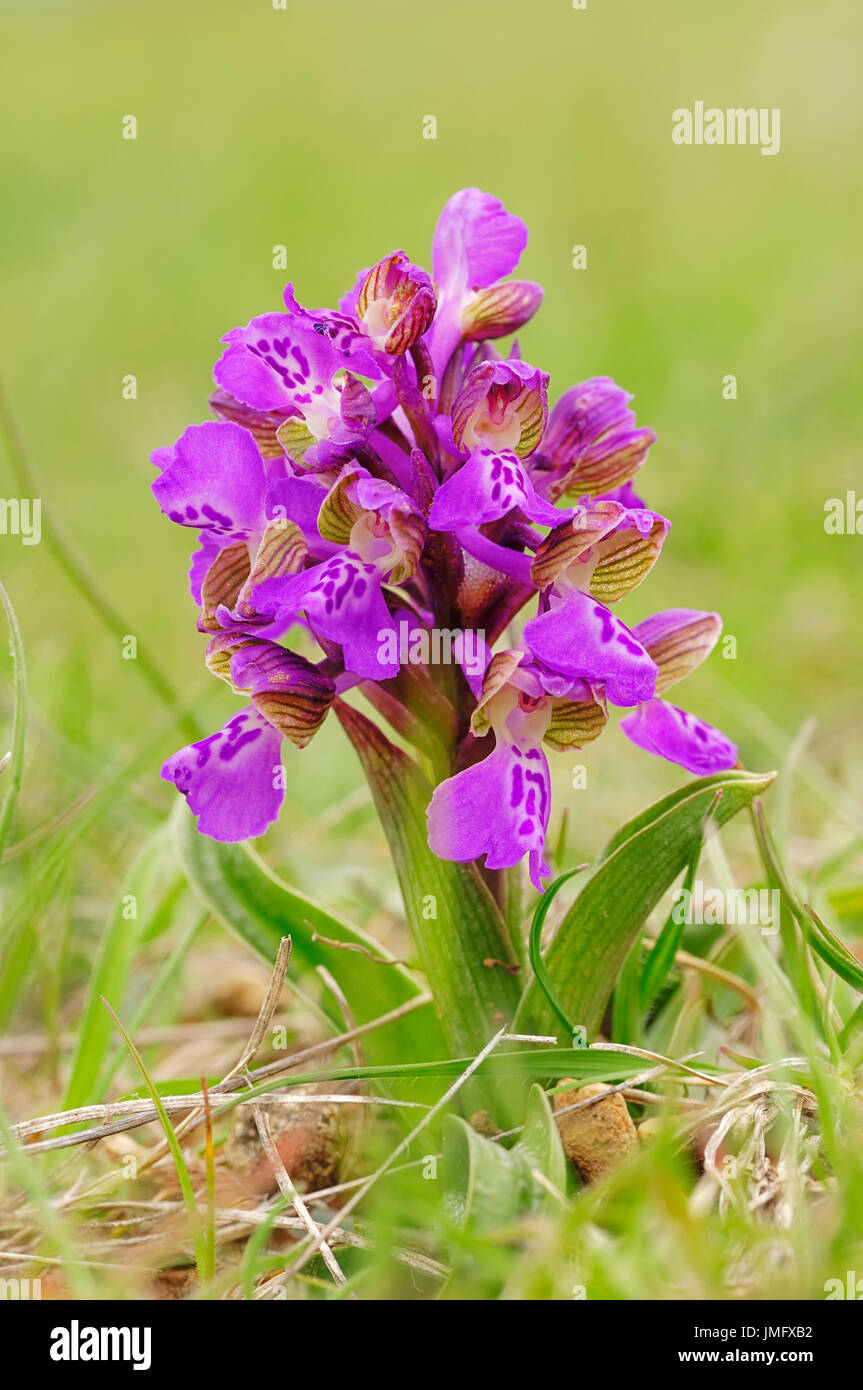 Green-winged Orchid, Provence, Southern France / (Orchis morio ...