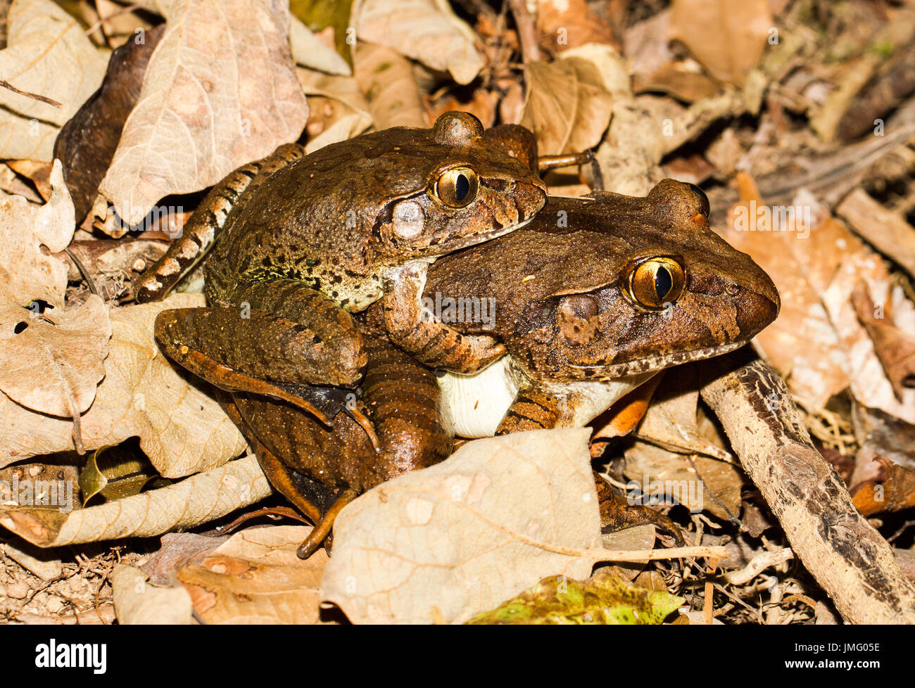 Australian giant barred frog hi-res stock photography and images - Alamy