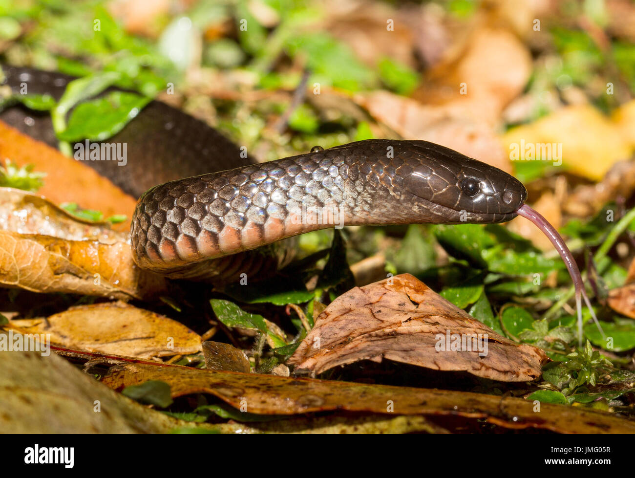 Eastern Small-eyed Snake Stock Photo - Alamy