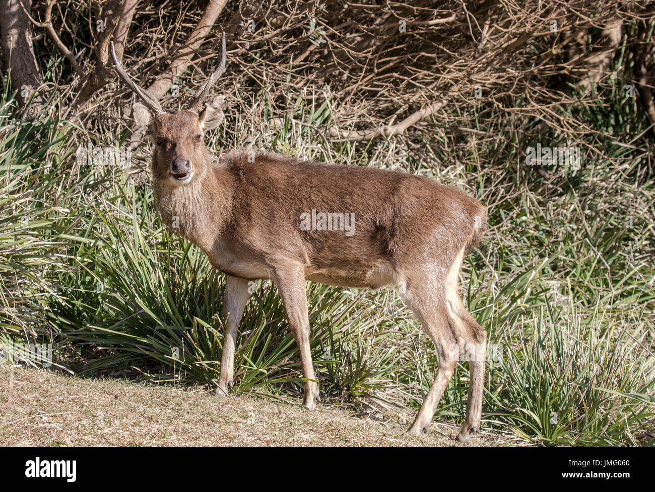 Royal national park australia deer hi-res stock photography and images ...