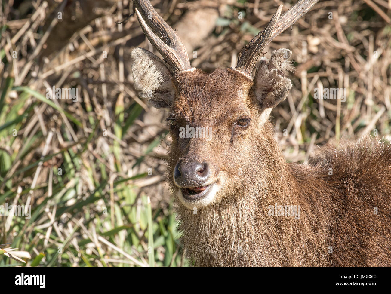 Feral deer hi-res stock photography and images - Alamy