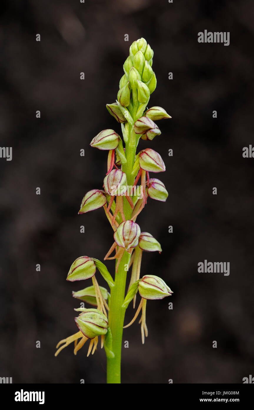 Hangendes mannchen hi-res stock photography and images - Alamy